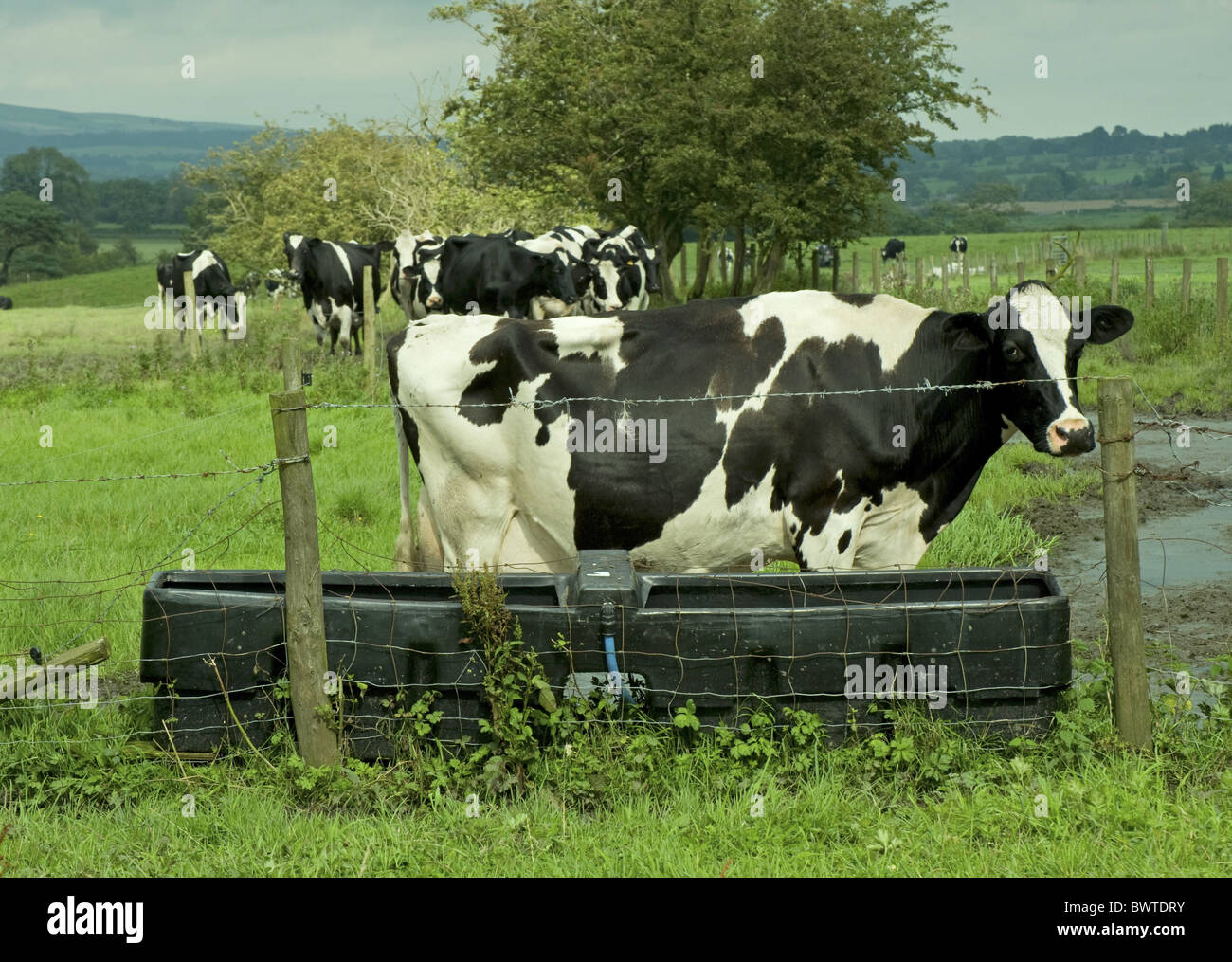 milk milking cows Holstein dairy friesian friesians holstein holsteins cattle cow cows bovid ...