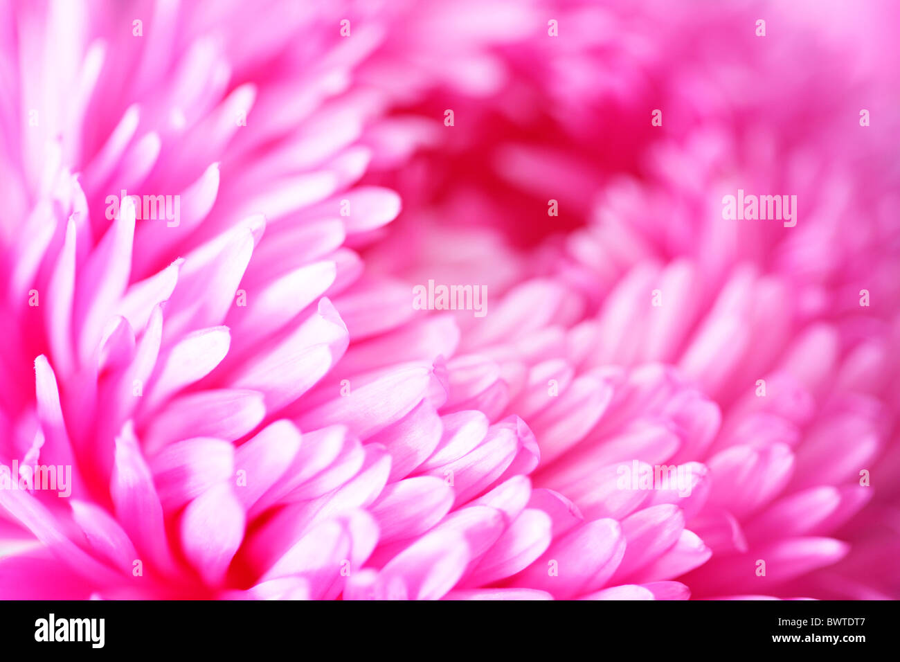 Pink colour hi-res stock photography and images - Alamy