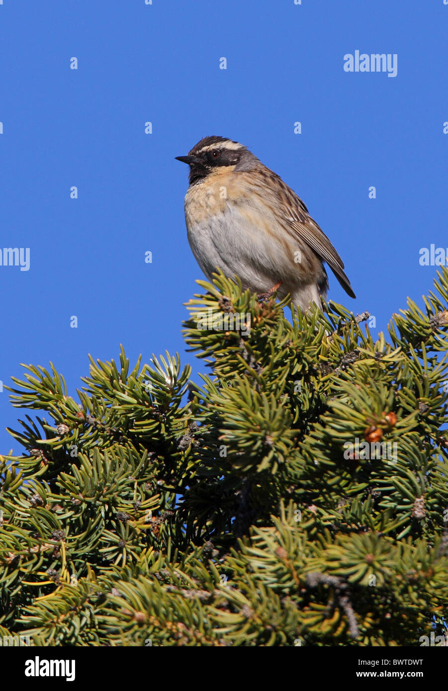 Black-throated Accentor (Prunella atrogularis huttoni) adult male ...