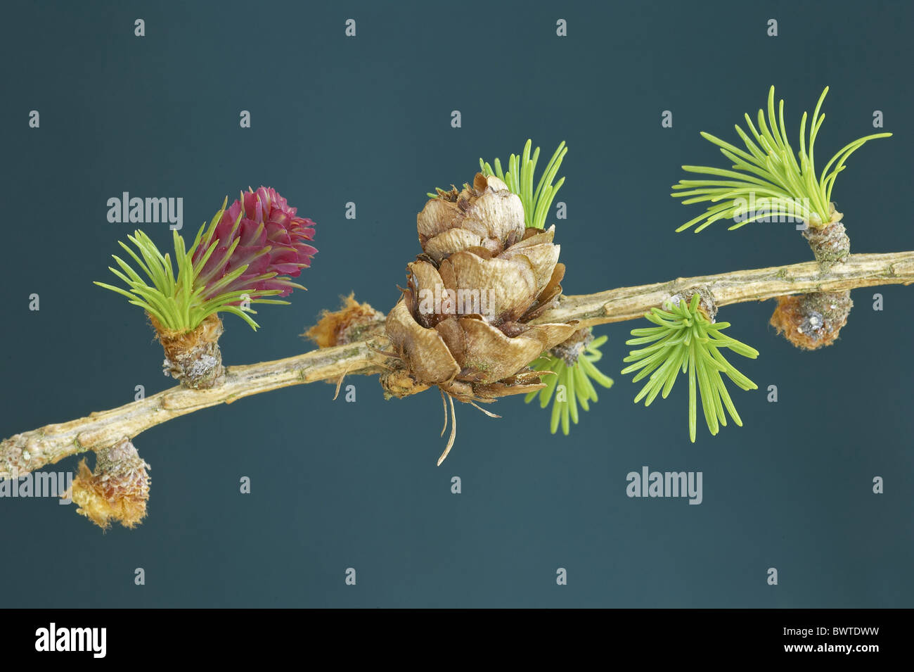 Larch flowers hi-res stock photography and images - Alamy