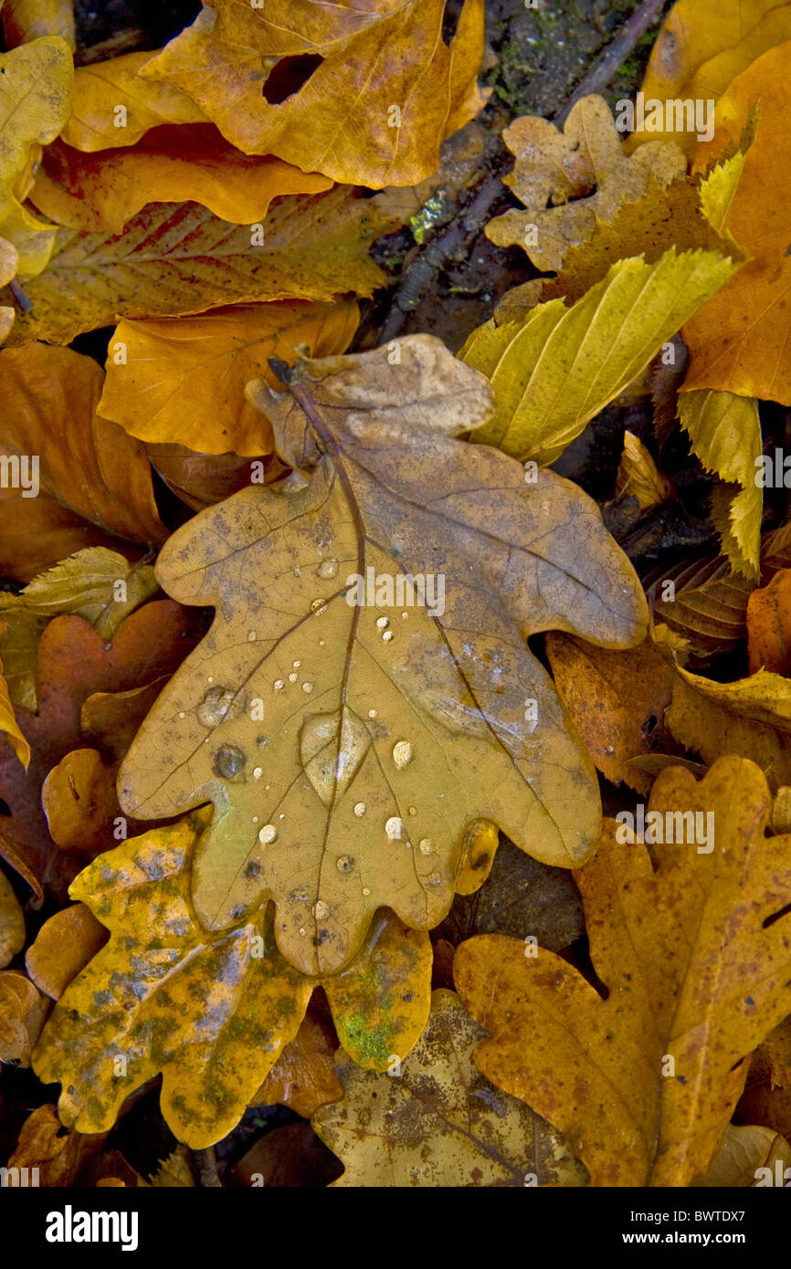 Autumn Autumnal Britain British Close Color Colored Colors Colour ...