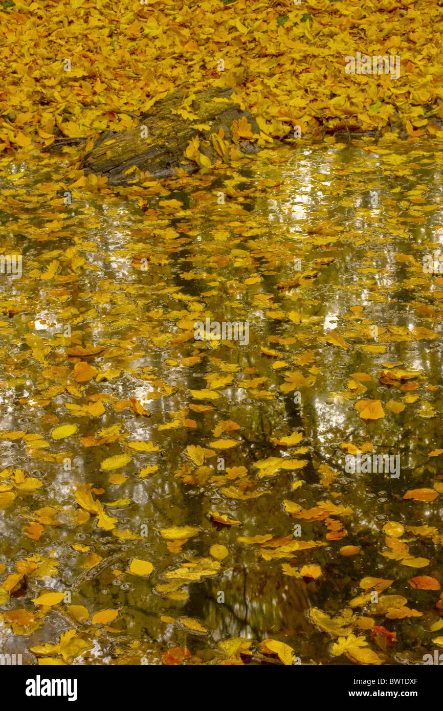 Autumn Autumnal Britain British Color Colored Colors Colour Colours ...