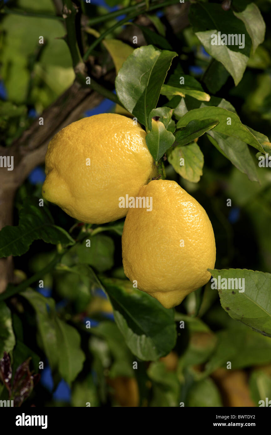Lemon Citrus limon fruit tree Solana Beach Stock Photo - Alamy