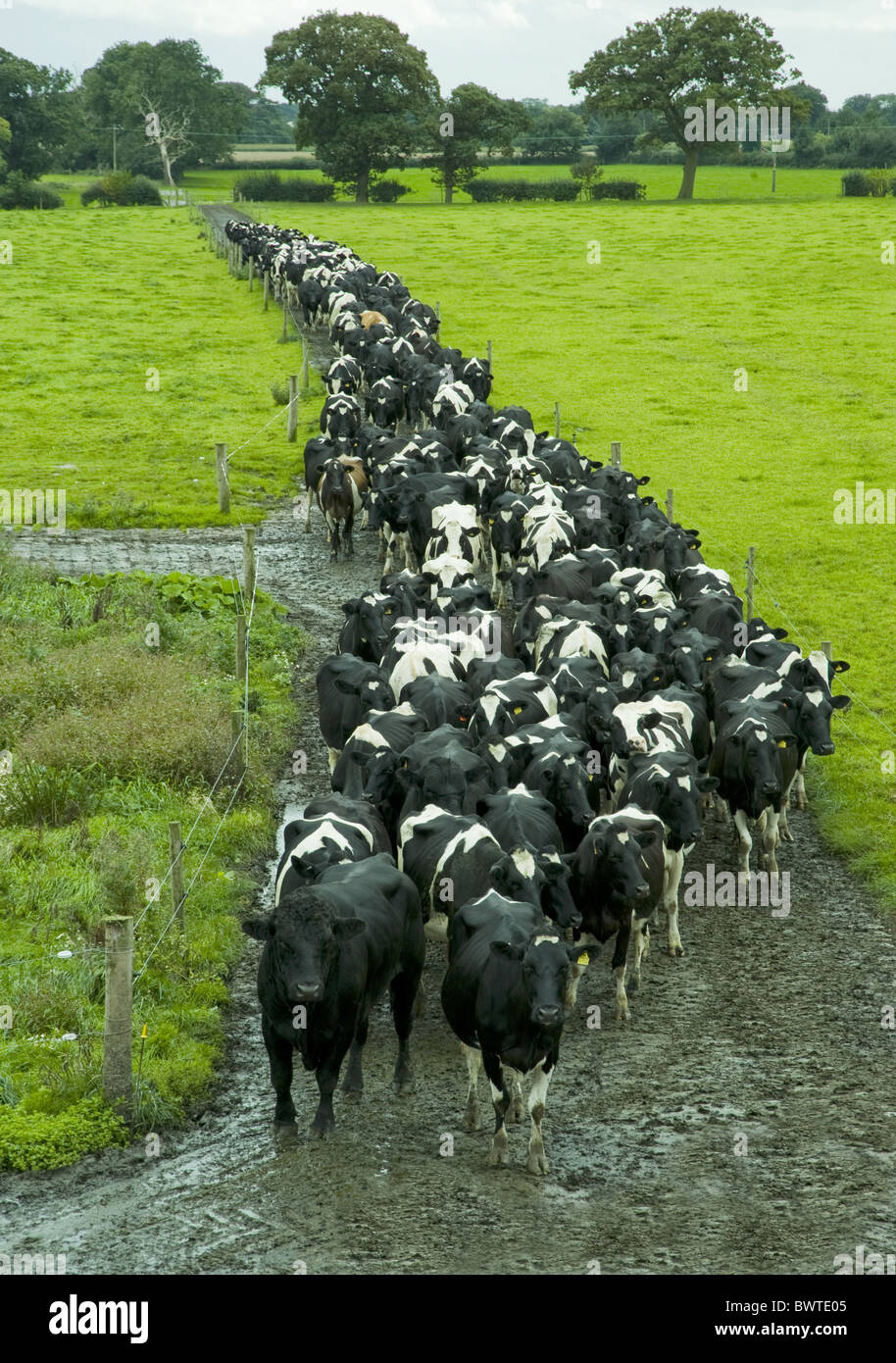 milk dairy Holstein cows milking friesian friesians holstein holsteins ...