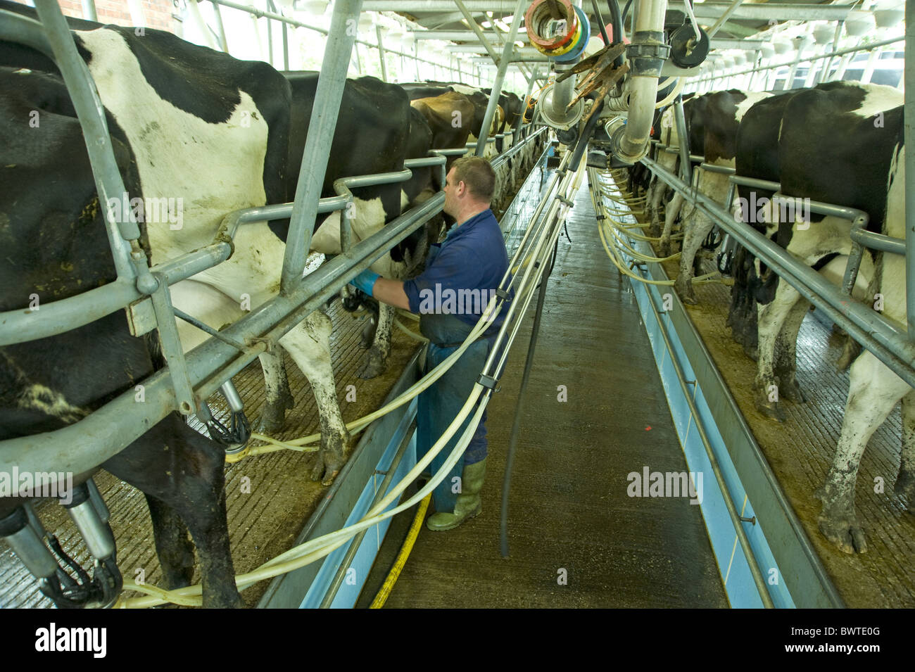milk milking cows Holstein dairy friesian friesians holstein holsteins ...