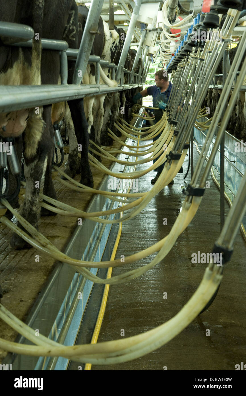 milk milking cows Holstein dairy friesian friesians holstein holsteins ...