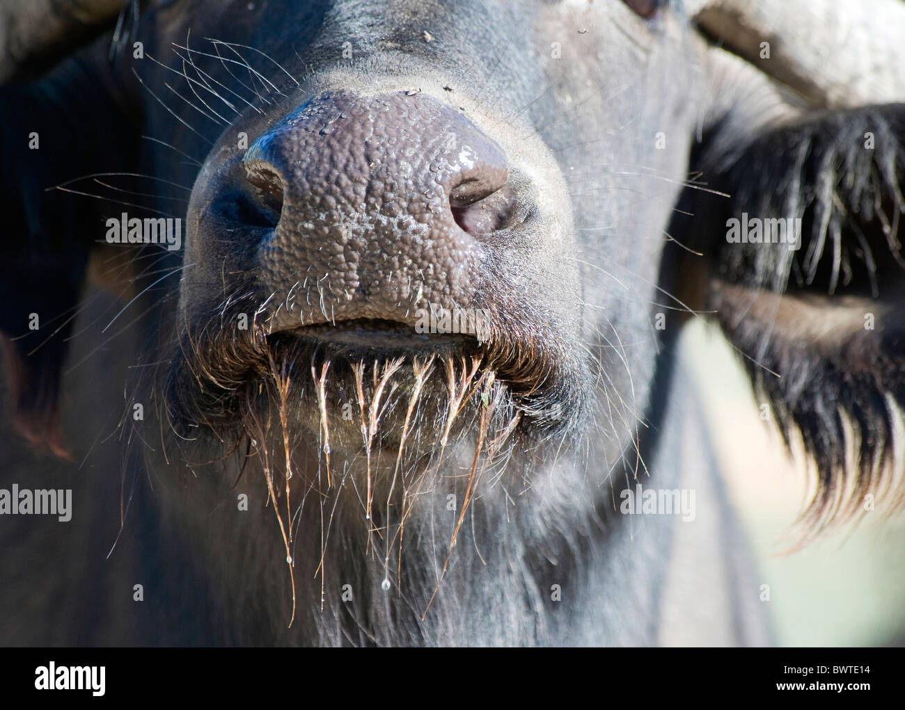 Close up buffalo face hi-res stock photography and images - Alamy