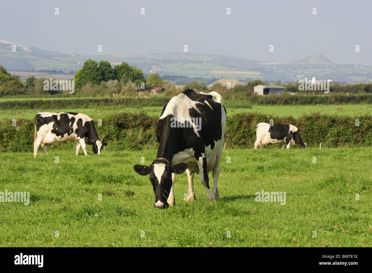Holstein grazing dairy cow field friesian friesians holstein holsteins ...