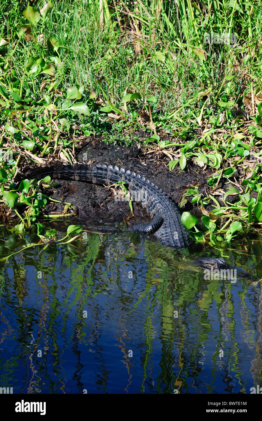 Alligator habitat hi-res stock photography and images - Alamy