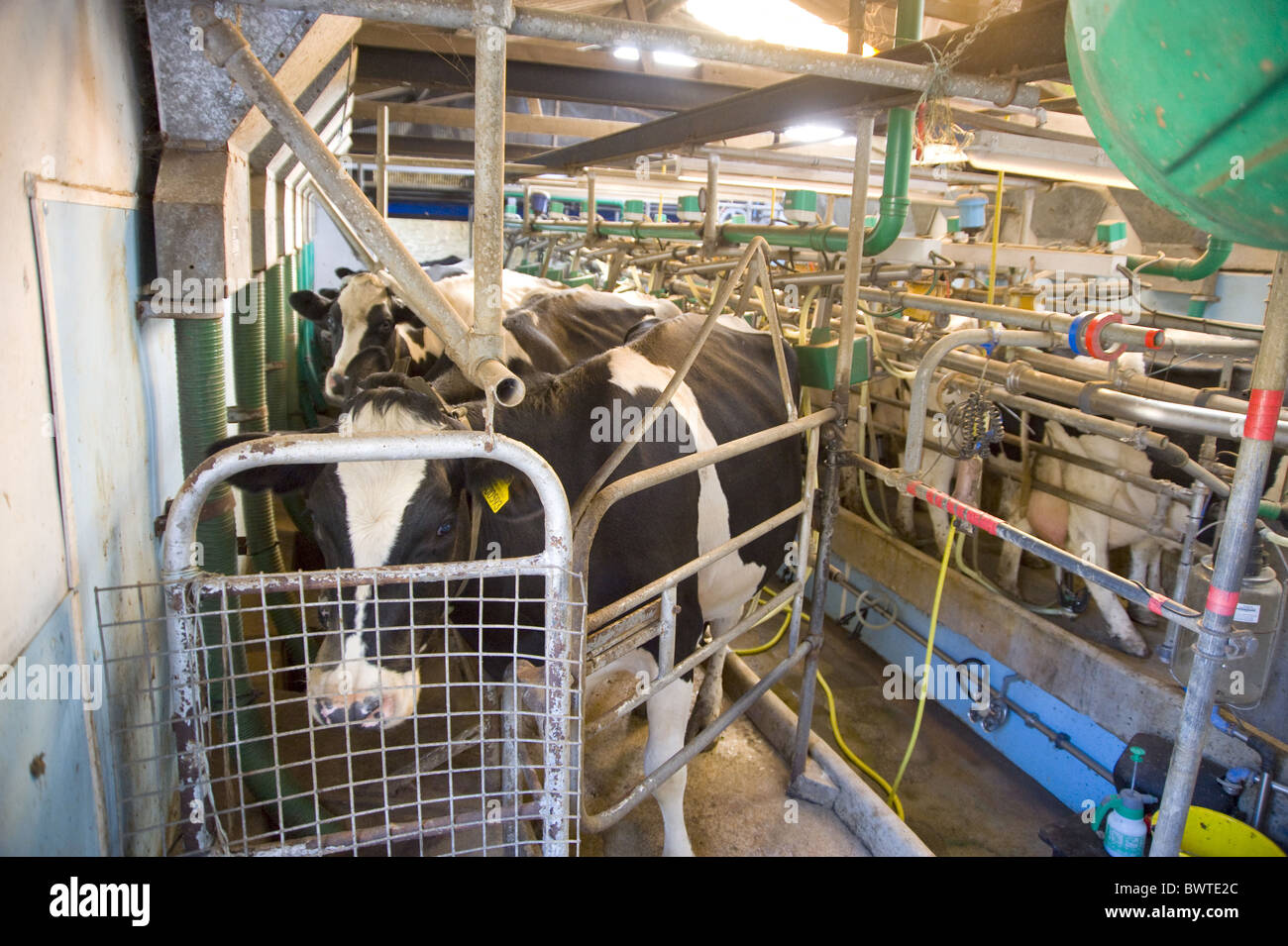 Holstein field cow dairy grazing friesian friesians holstein holsteins ...