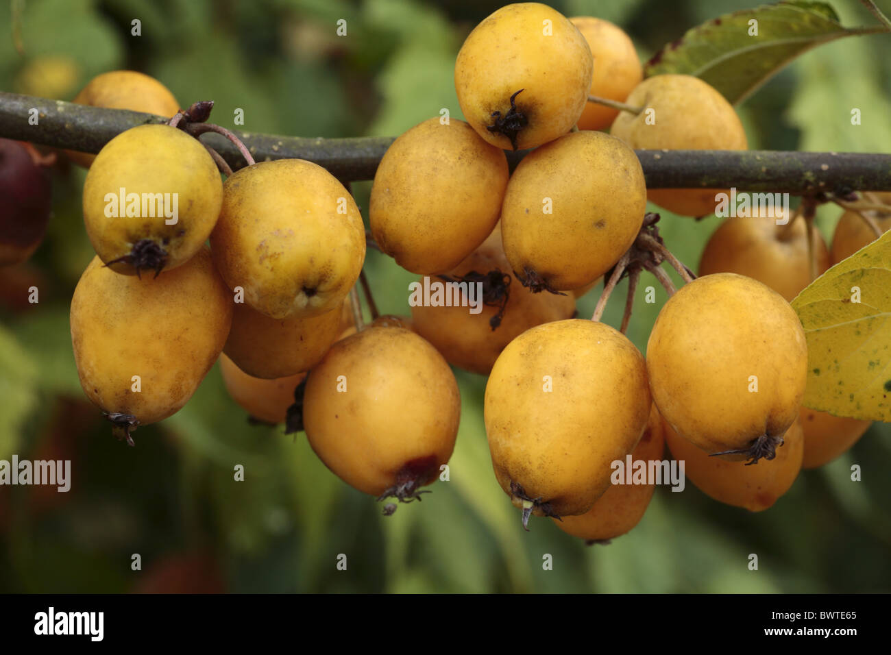 Cultivated Apple Malus fruit fruiting tree orchard variety varieties ...