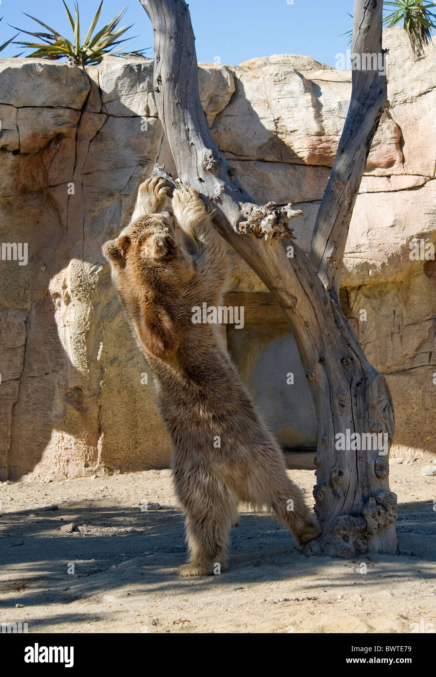 Brown Bear trying to climb a tree Stock Photo - Alamy
