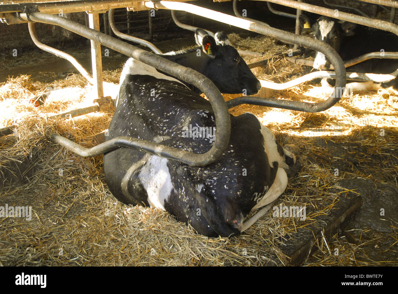 Domestic Cattle, Holstein cow, laying in cubicle, covered with ...