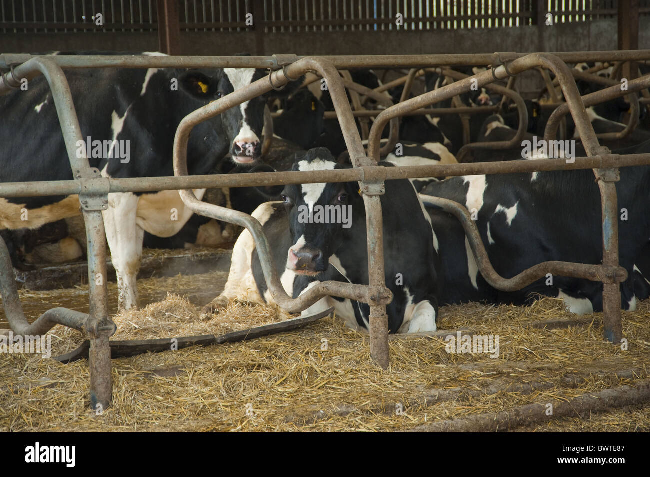 Domestic Cattle, Holstein cows, herd laying in cubicles with mattresses ...