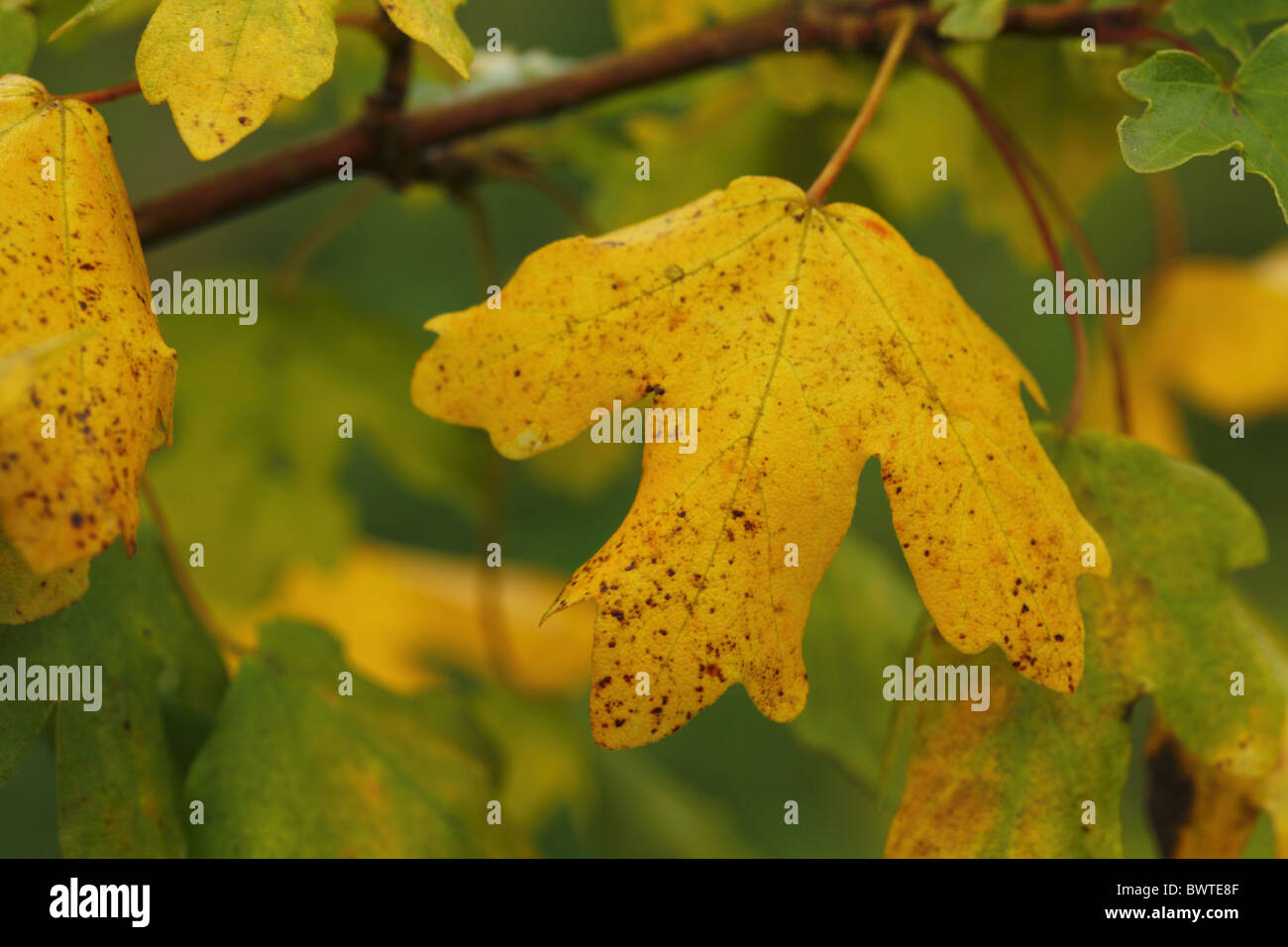 Acer campestre field maple leaf autumn fall colour nature natural ...