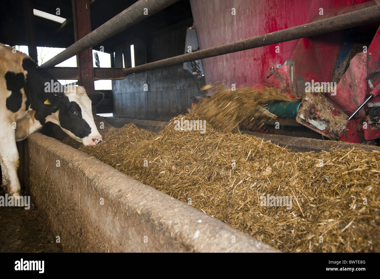 Total mixed ration hi-res stock photography and images - Alamy Total mixed ration hi-res stock photography and images - Alamy