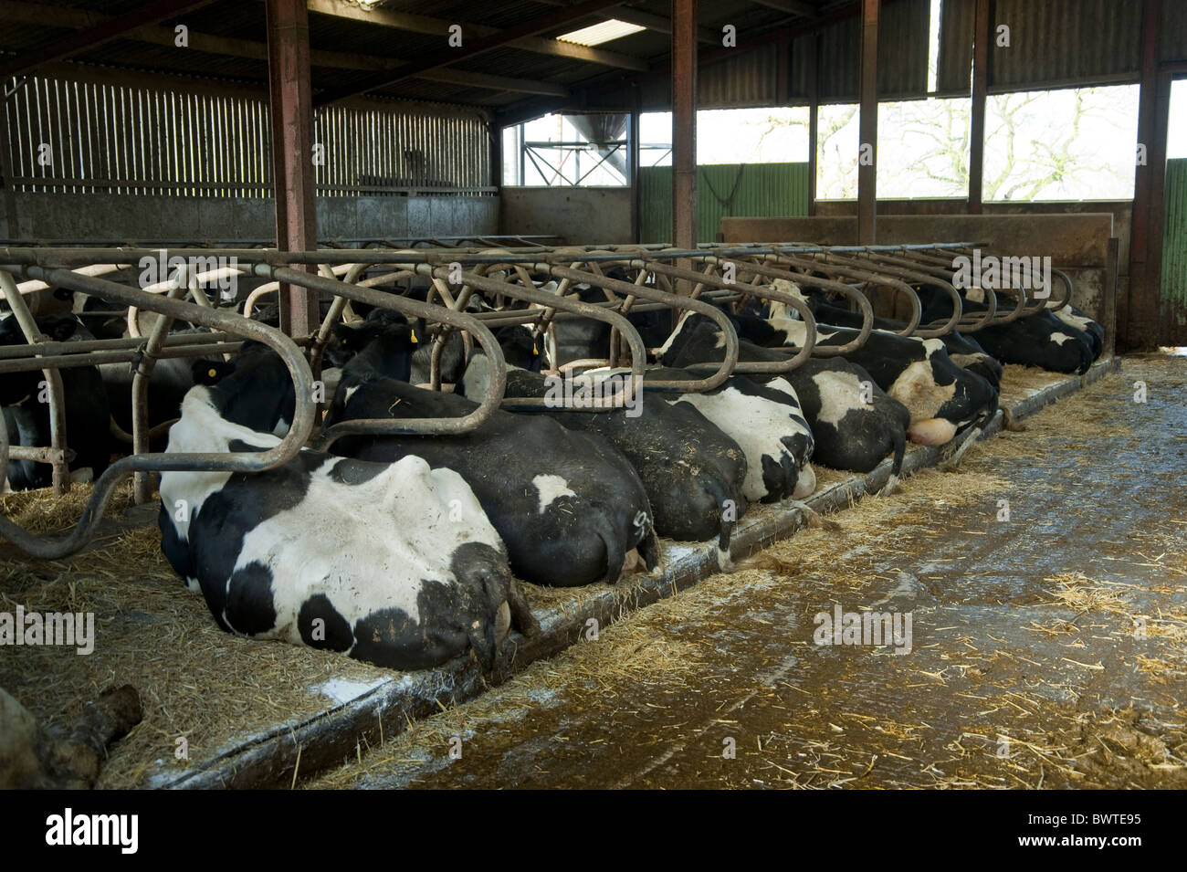 Domestic Cattle, Holstein cows, herd laying in cubicles with mattresses ...