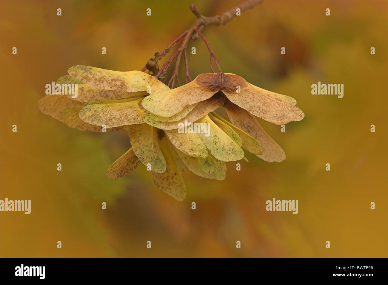 Norway Maple Acer platanoides close-up seeds Stock Photo - Alamy