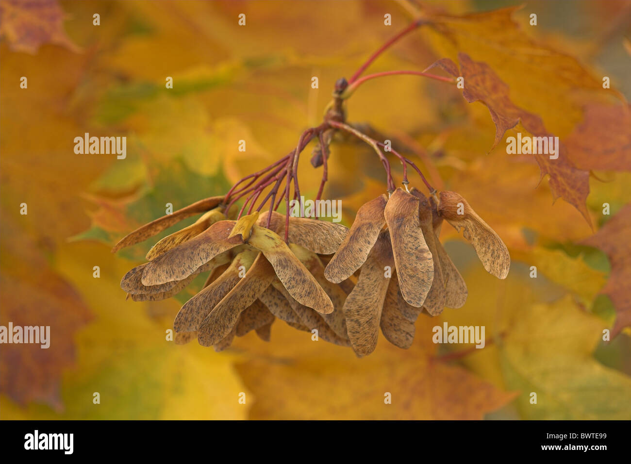 Norway Maple Acer platanoides close-up seeds Stock Photo - Alamy