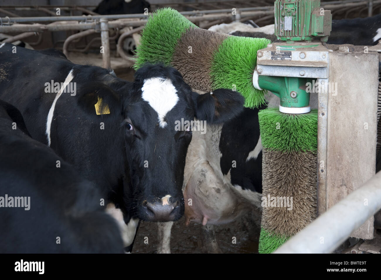 Cattle dumfries brush cow brush hi-res stock photography and images - Alamy