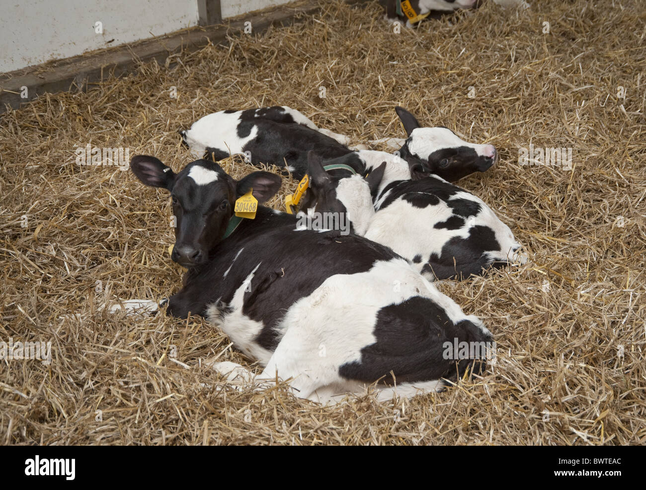 Holstein calves dairy straw friesian friesians holstein holsteins ...