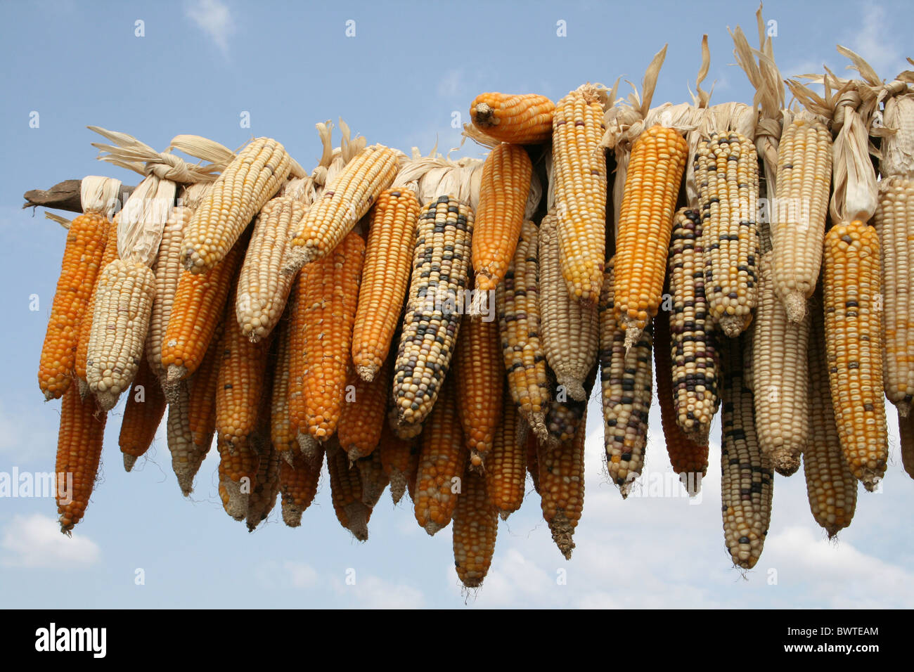Maize Hanging To Dry In An Arbore Tribe Village, Omo Valley, Ethiopia ...