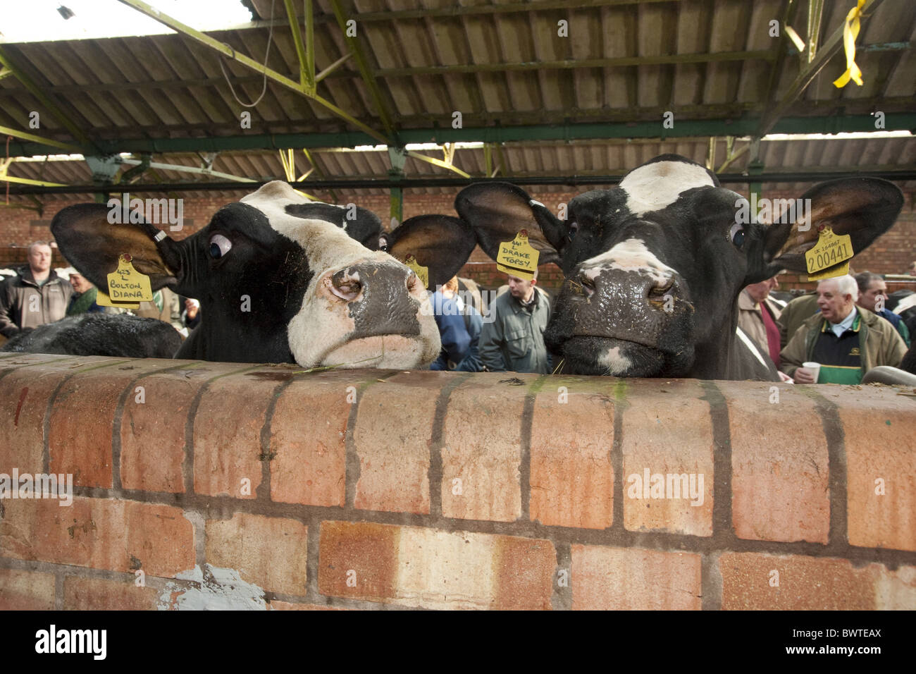 Leek Auction Mart auction cow cows dairy livestock market friesian ...