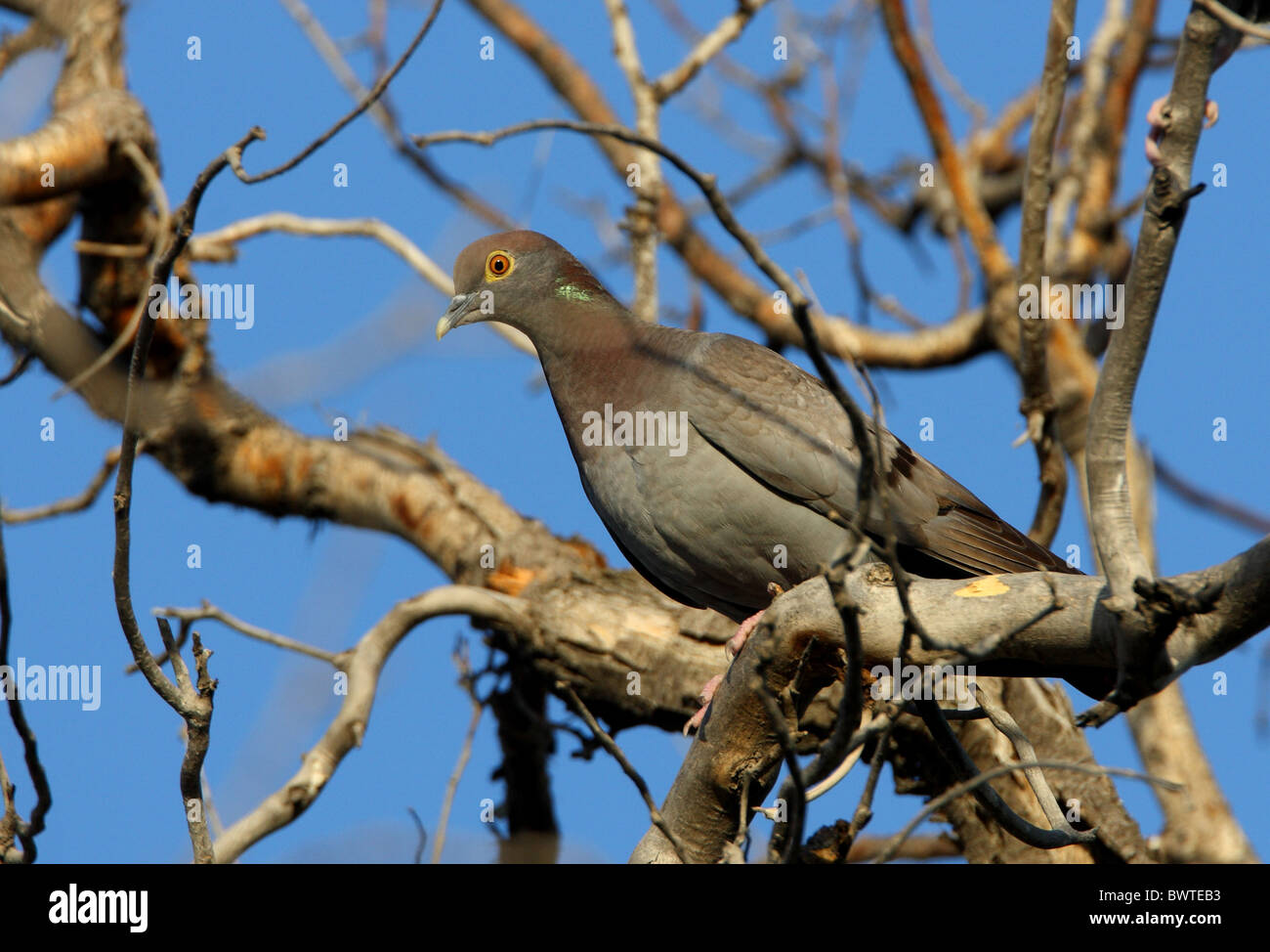 Yellow eyed dove columba eversmanni adult hi-res stock photography and ...