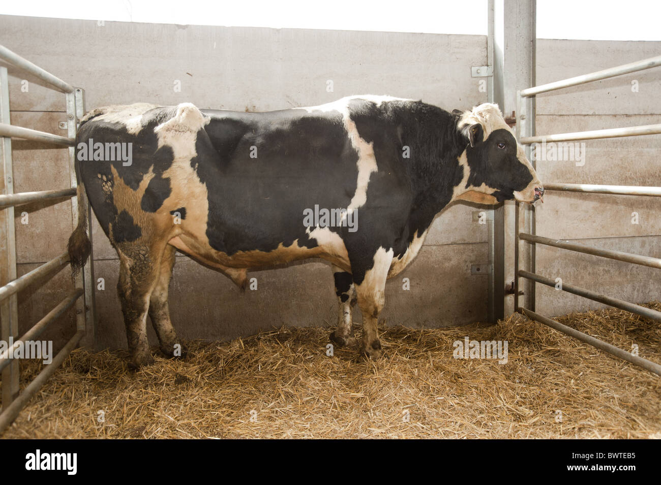 Holstein Bull Dairy Friesian Friesians Holstein Holsteins Cattle Cow Cows Bovid Bovidae Domestic
