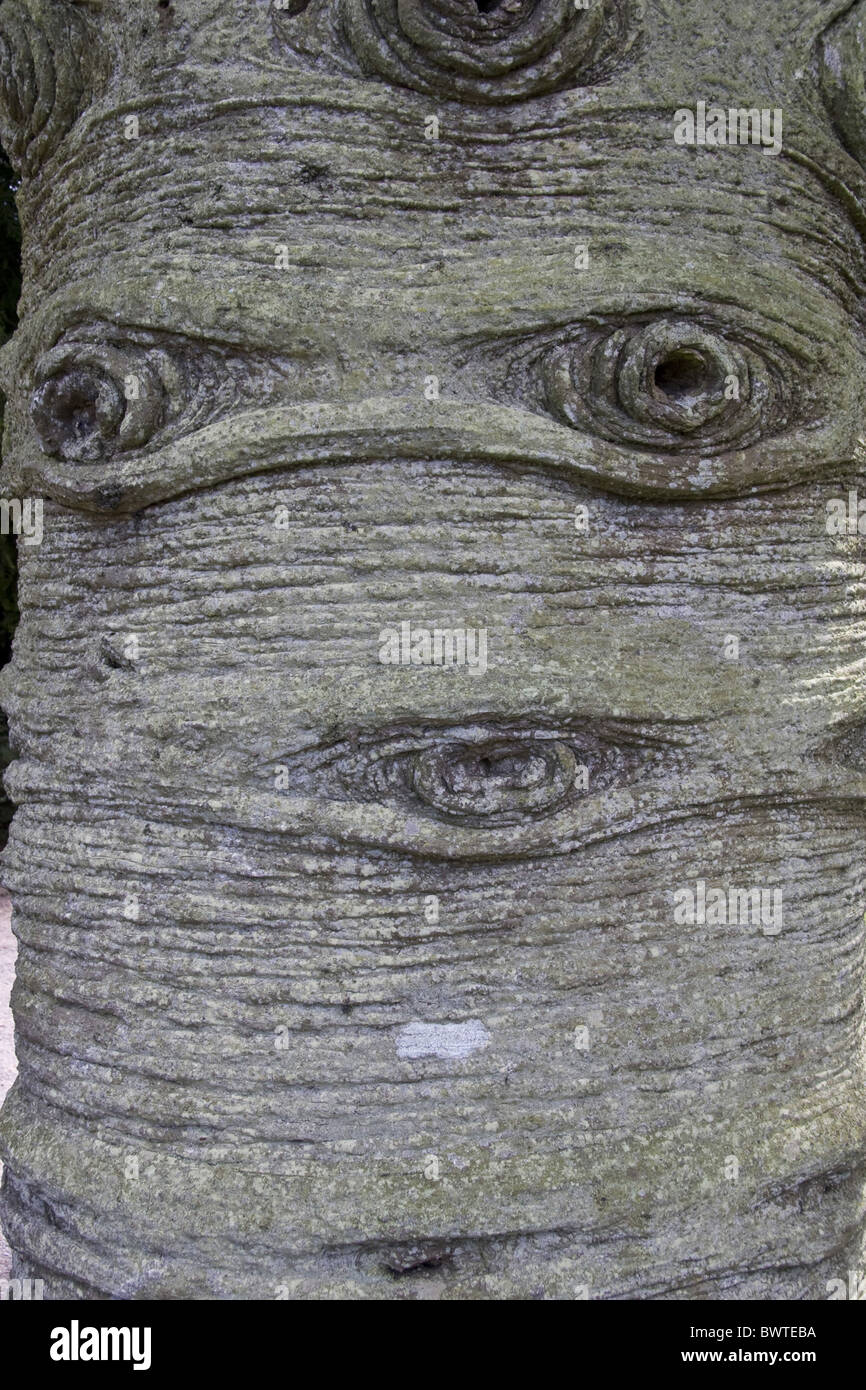 Araucana Araucariaceae Bark Bole Chile Pine Close Conifer Coniferous ...