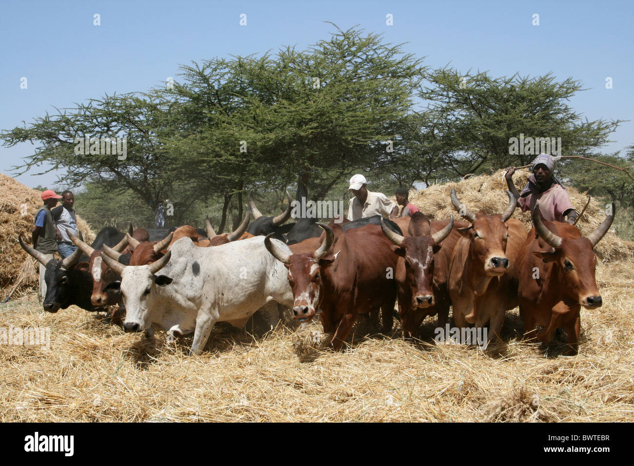 Ethiopia farming cow hi-res stock photography and images - Alamy