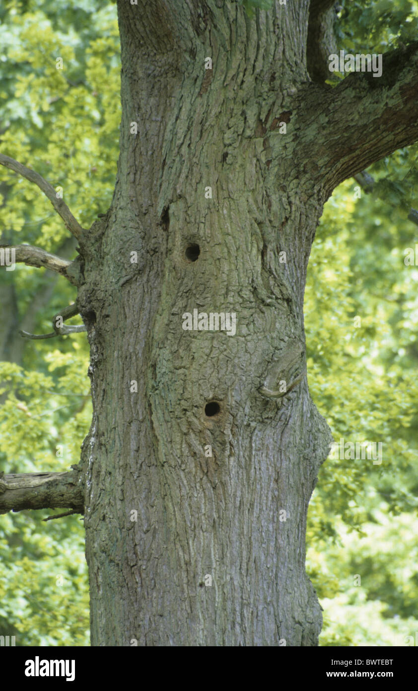 common oak "pedunculate oak" tree trees oak oaks quercus plant plants ...