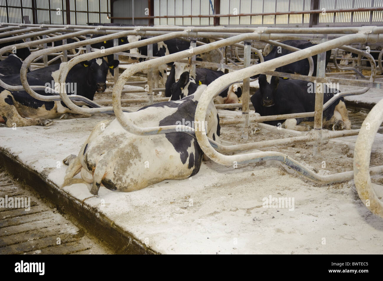 Holstein Northern Ireland cows cubicles dairy lime friesian friesians ...