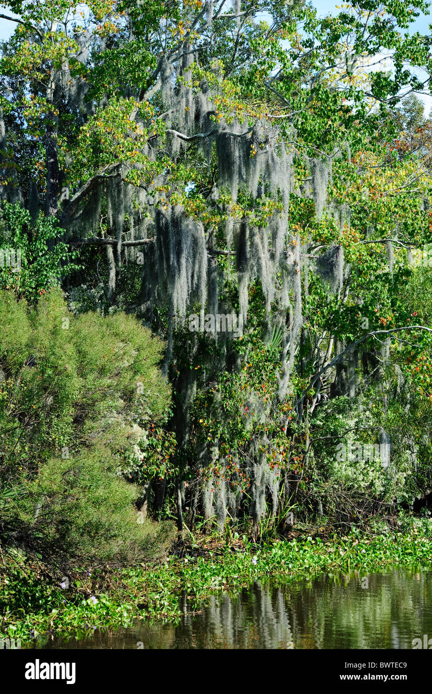 Spanish Moss High Resolution Stock Photography and Images - Alamy