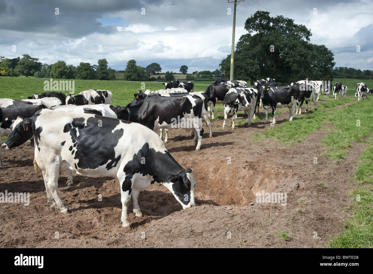 Domestic Cattle, Holstein cows, herd with hole in pasture made by cows ...