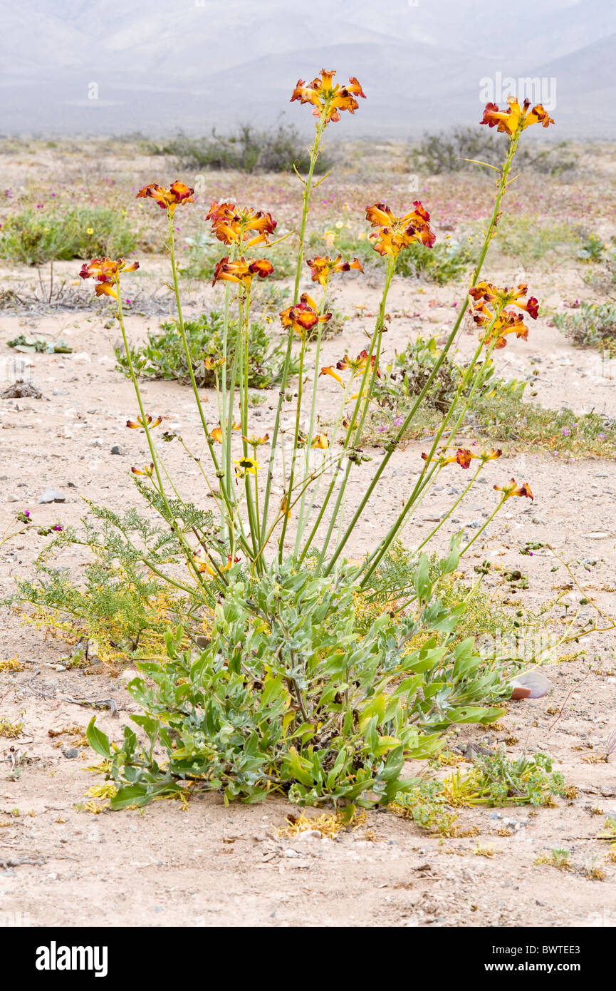Argylia radiata flowers after the rain in Atacama Desert Chile ...