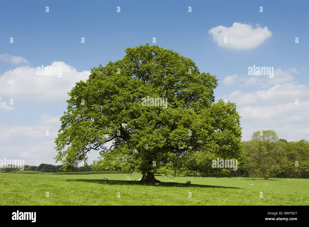 oak tree "common oak" "pedunculate oak" tree trees oak oaks quercus ...