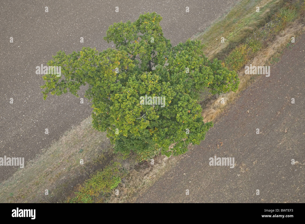 Common Oak Quercus robur aerial view mature tree Stock Photo - Alamy