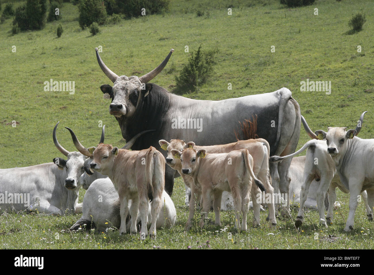 cattle cow cows bovid bovidae domestic domesticated farm farms farming ...