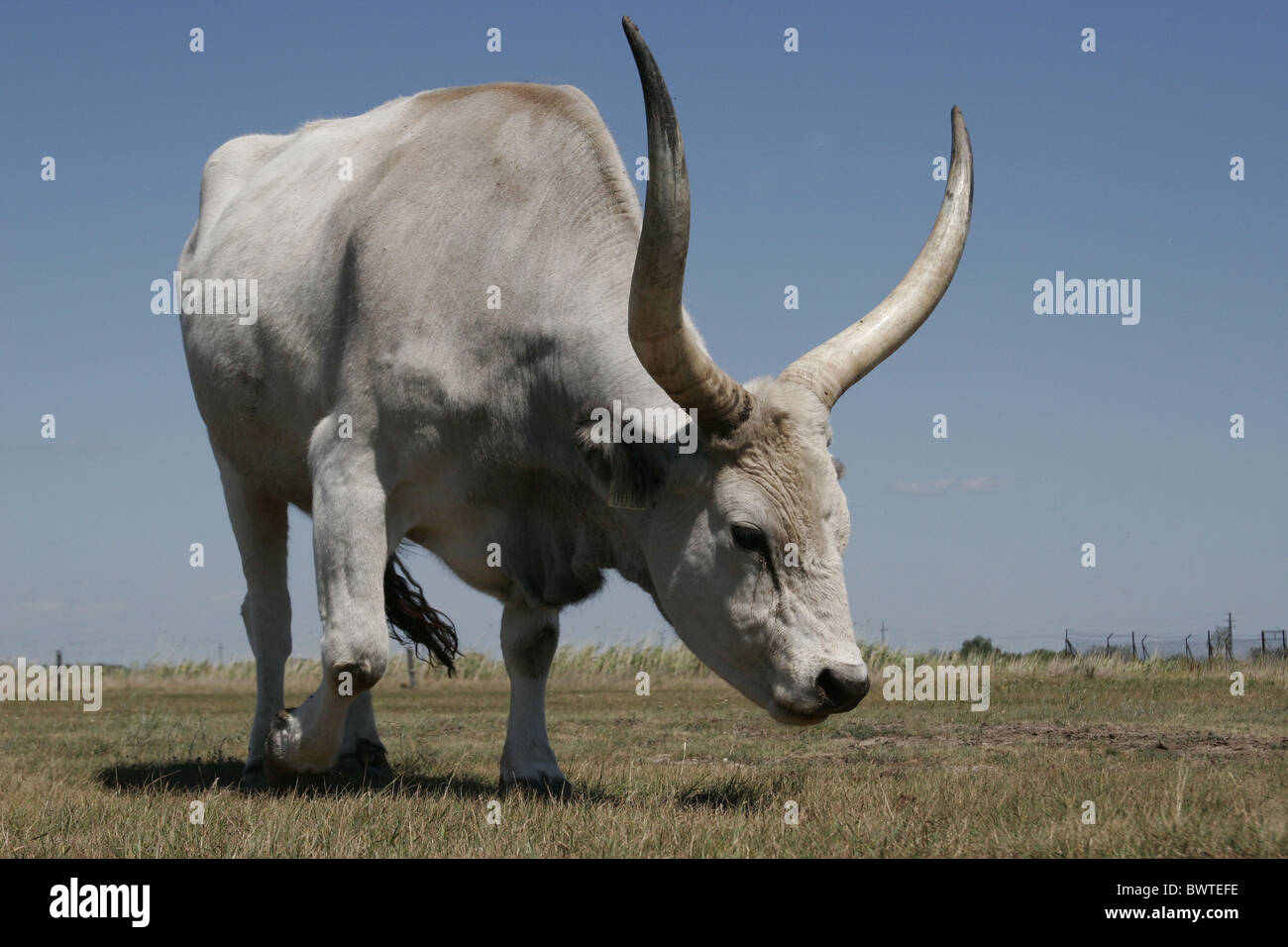 cattle cow cows bovid bovidae domestic domesticated farm farms farming ...