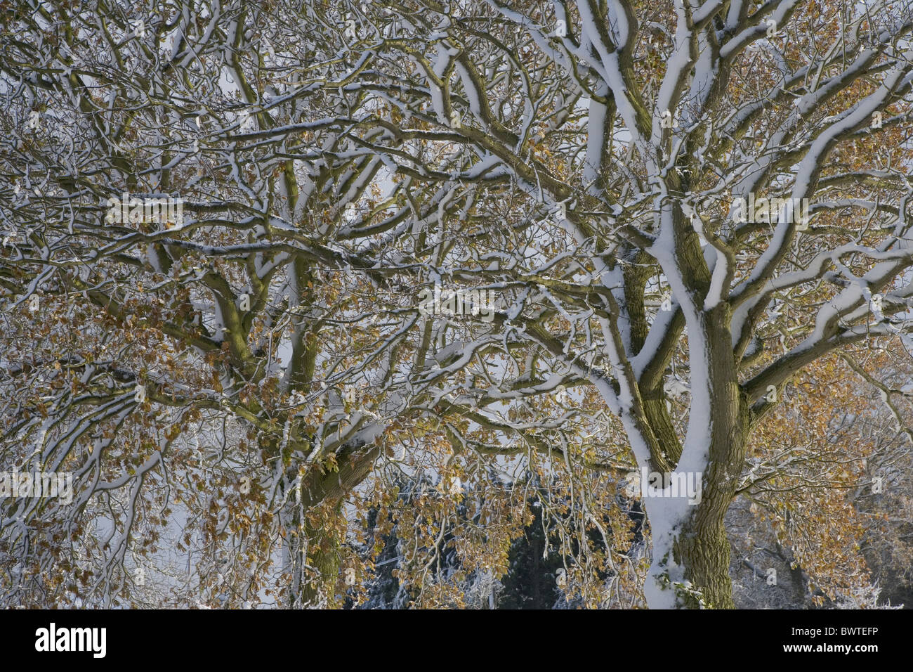 Dead oak branches hi-res stock photography and images - Alamy