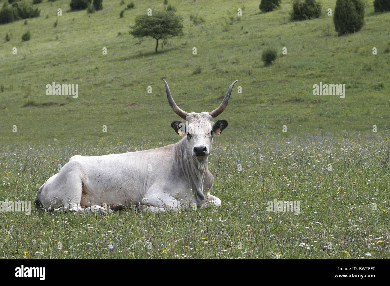 cattle cow cows bovid bovidae domestic domesticated farm farms farming hoofed herbivore ...