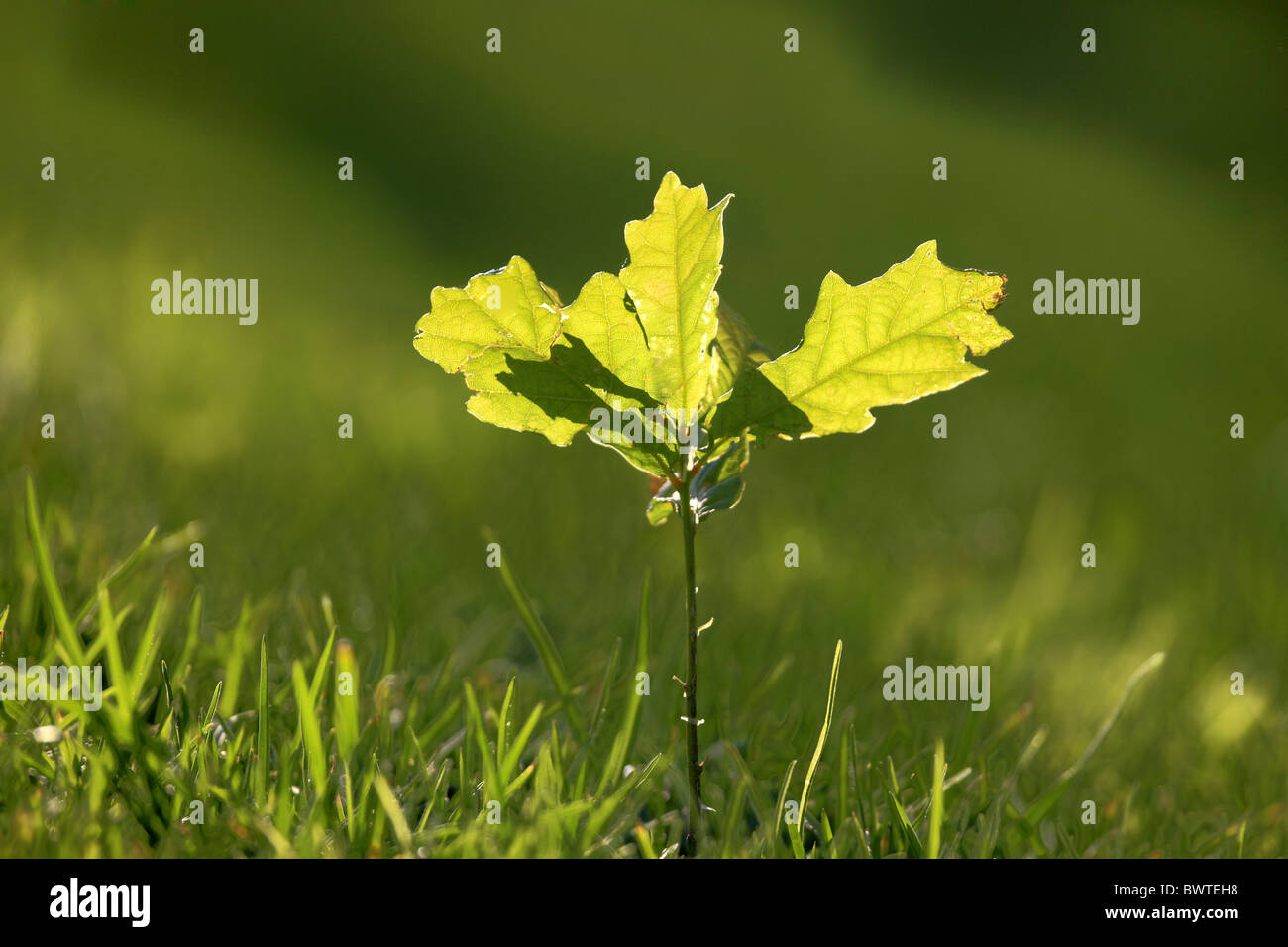 Blaetter - leaves "common oak" "pedunculate oak" tree trees oak oaks ...