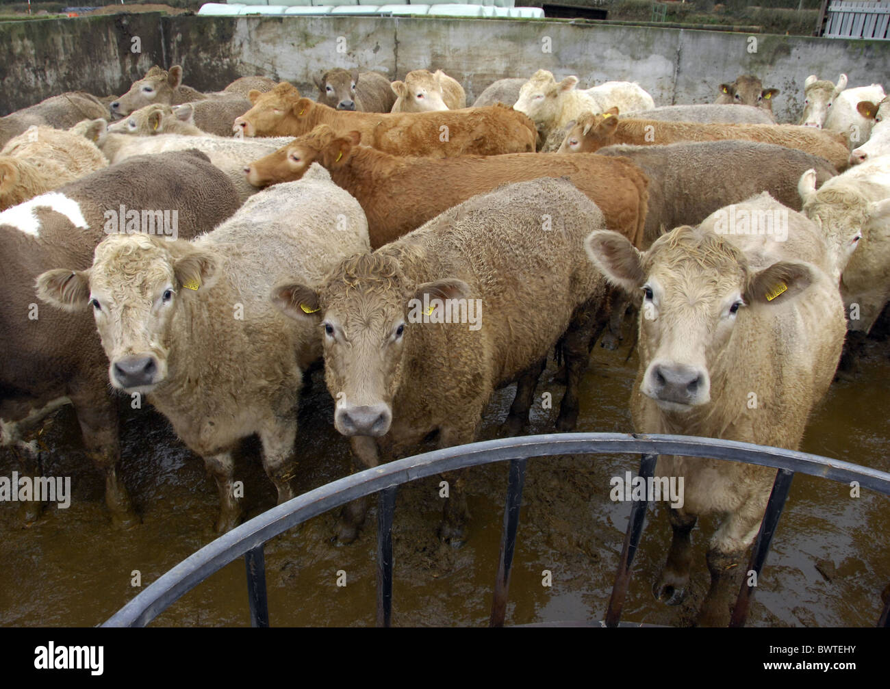 beef Charolais steers cattle cow cows bovid bovidae domestic ...
