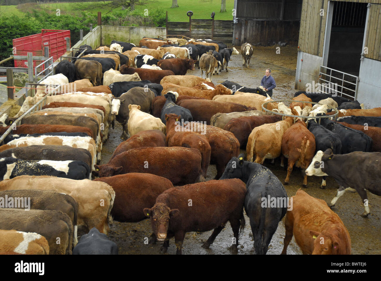 beef feeding yard cattle cattle cow cows bovid bovidae domestic ...
