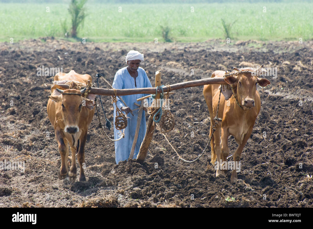 Egypt sowing wooden plough ploughing sesame Farming West Bank Luxor ...