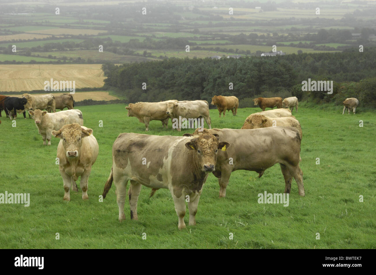 bull beef cattle beef Ireland cattle cow cows bovid bovidae domestic ...