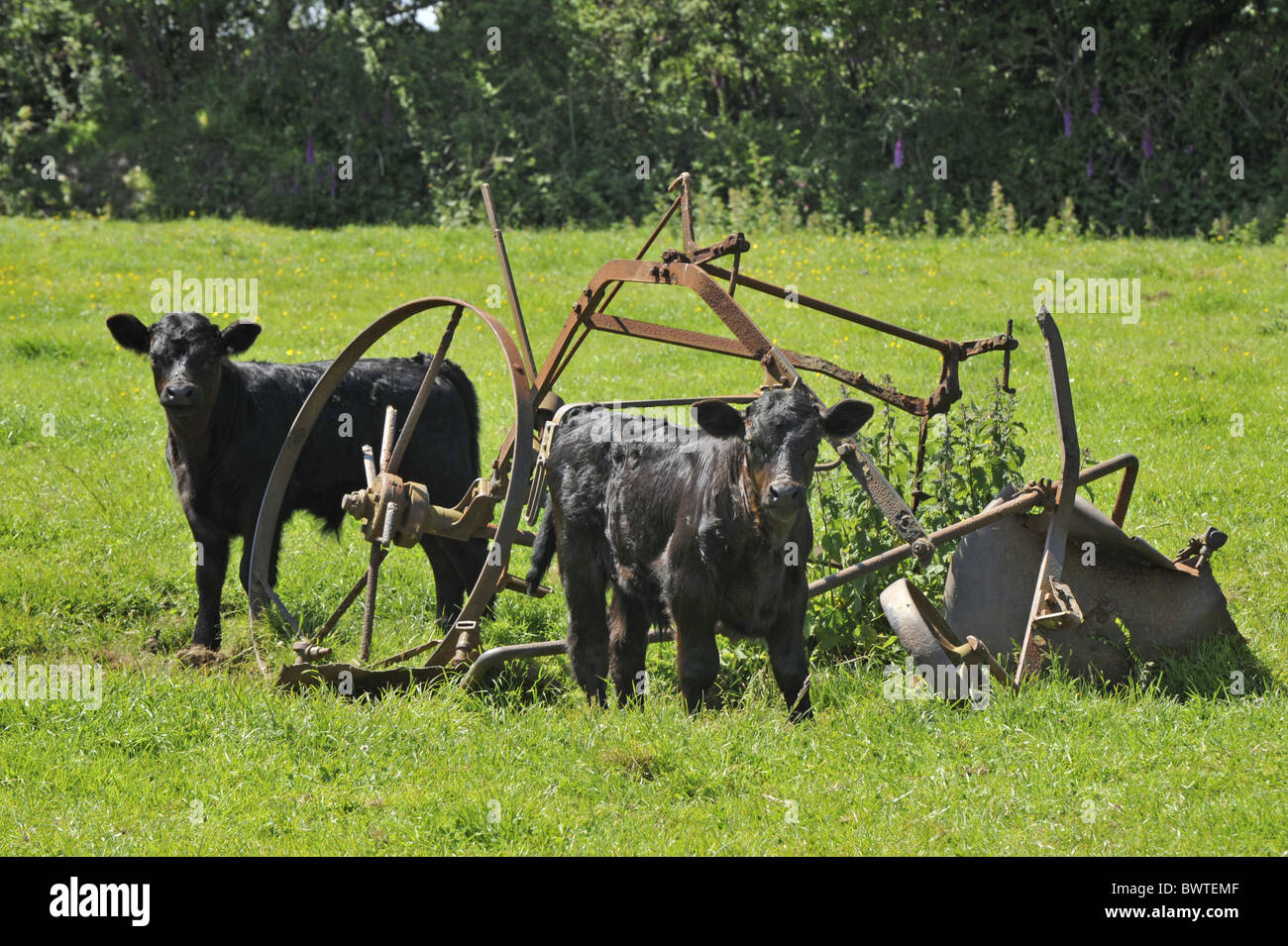 Welsh Black sucklers calves cattle Cornwall cattle cow cows bovid ...