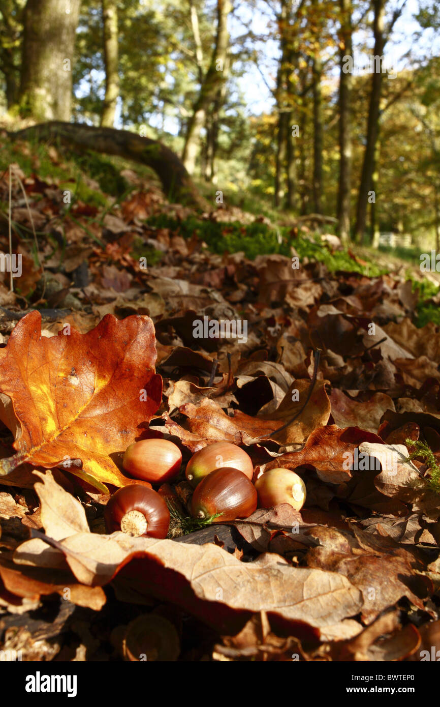 nature natural wild wildlife environment environmental europe european ...