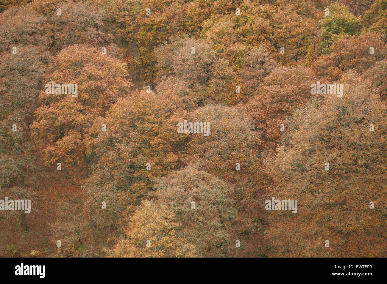 nature natural wild wildlife environment environmental europe european ...